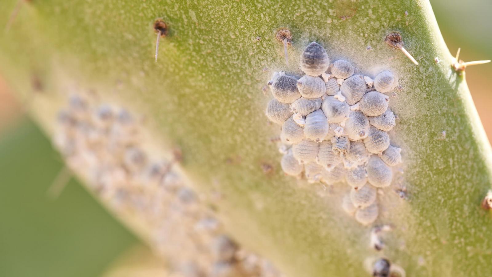 La cochenille des Canaries | Salut Îles Canaries